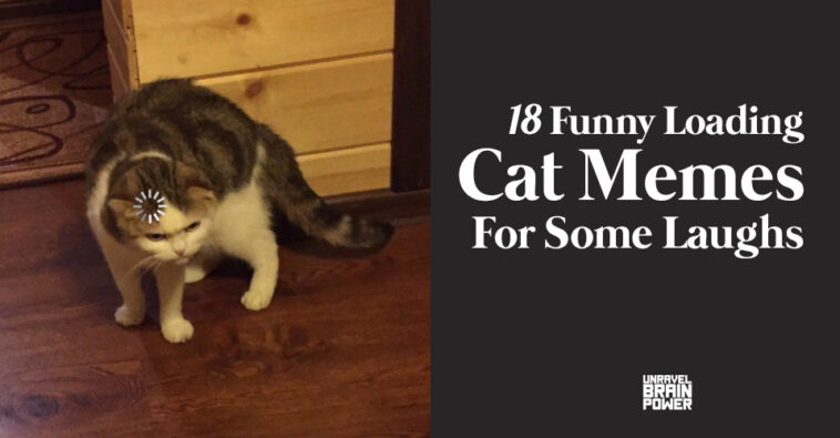 18 Funny Loading Cat Memes For Some Laughs - Unravel Brain Power