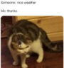 18 Funny Loading Cat Memes For Some Laughs - Unravel Brain Power