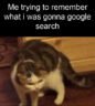 18 Funny Loading Cat Memes For Some Laughs - Unravel Brain Power
