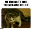 18 Funny Loading Cat Memes For Some Laughs - Unravel Brain Power